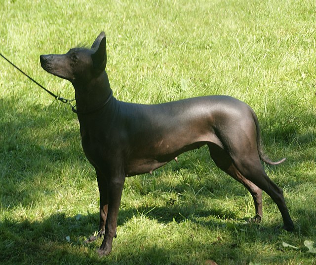 El Xoloitzcuintle es un símbolo mexicano y lo veneran en Tabasco